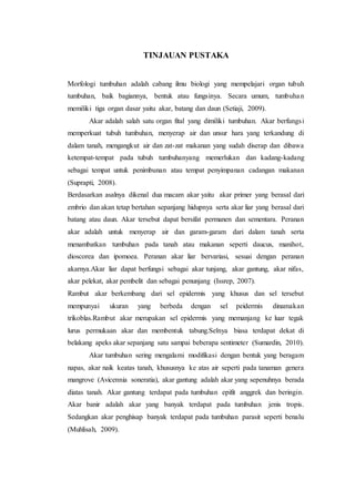MORFOLOGI BATANG DAN AKAR.docx