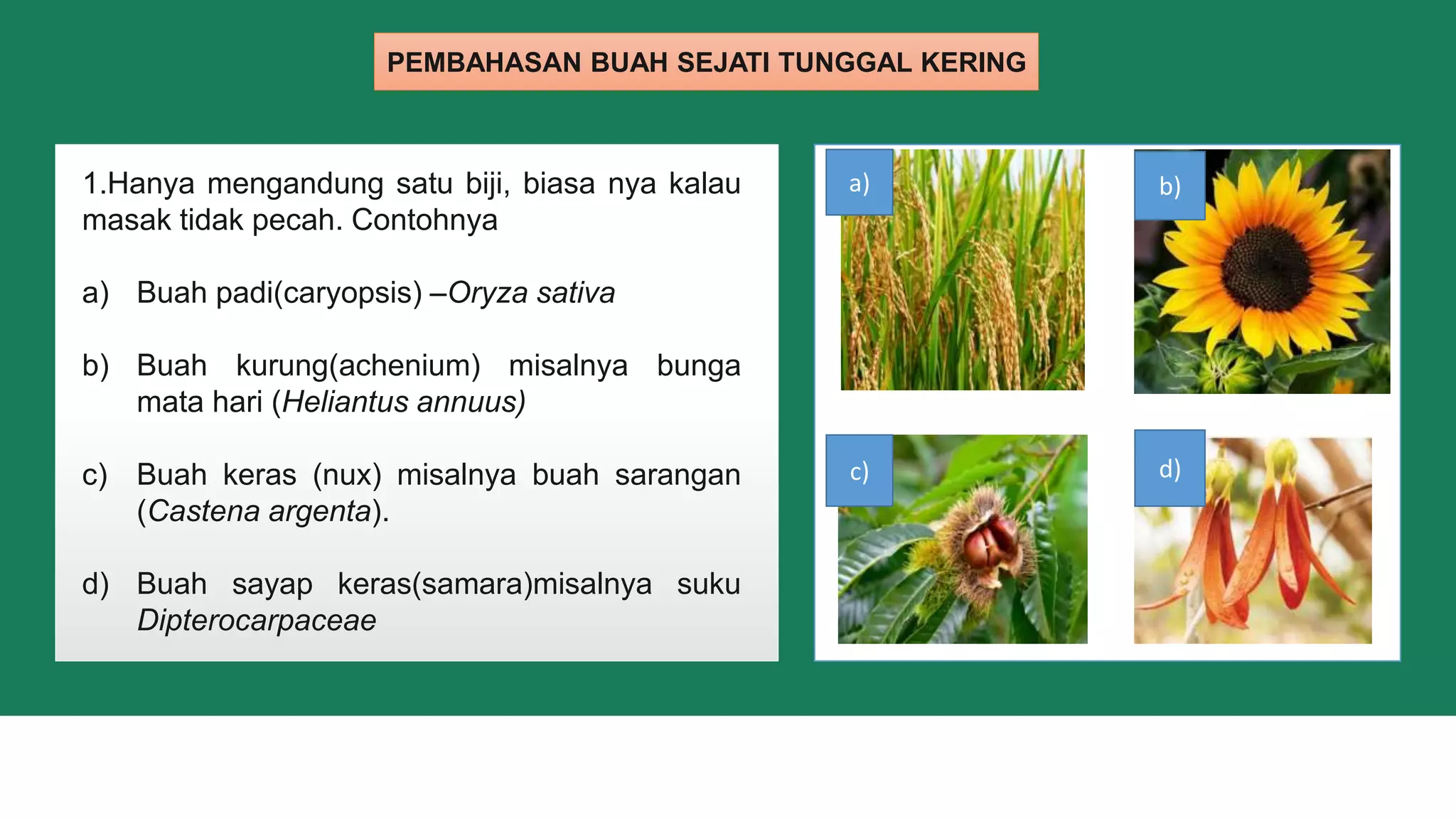Morfologi BUAH DAN BIJI BY DELA NAVARIN.pptx