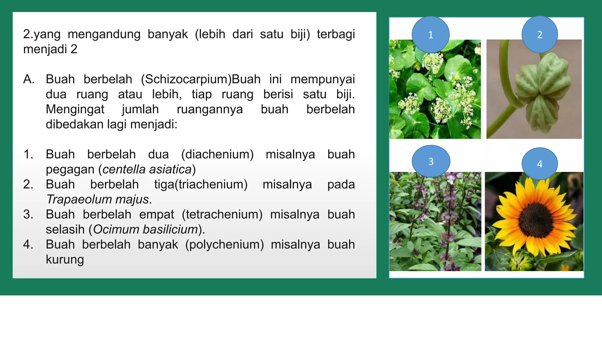 Morfologi BUAH DAN BIJI BY DELA NAVARIN.pptx