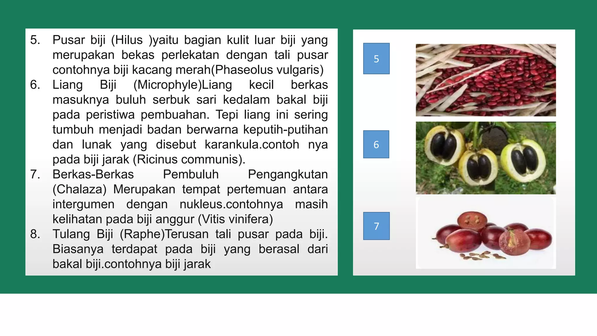 Morfologi BUAH DAN BIJI BY DELA NAVARIN.pptx