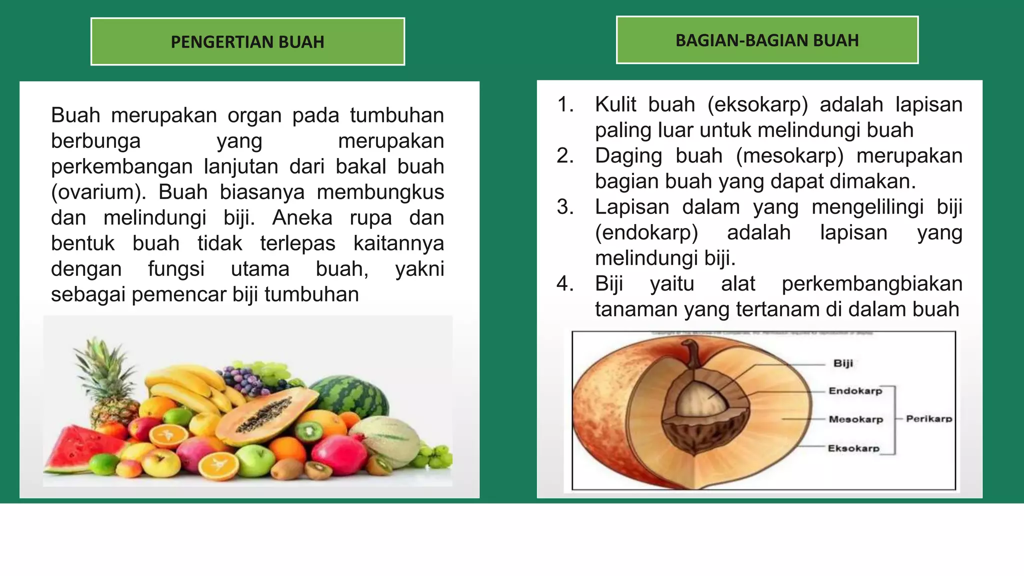 Morfologi BUAH DAN BIJI BY DELA NAVARIN.pptx