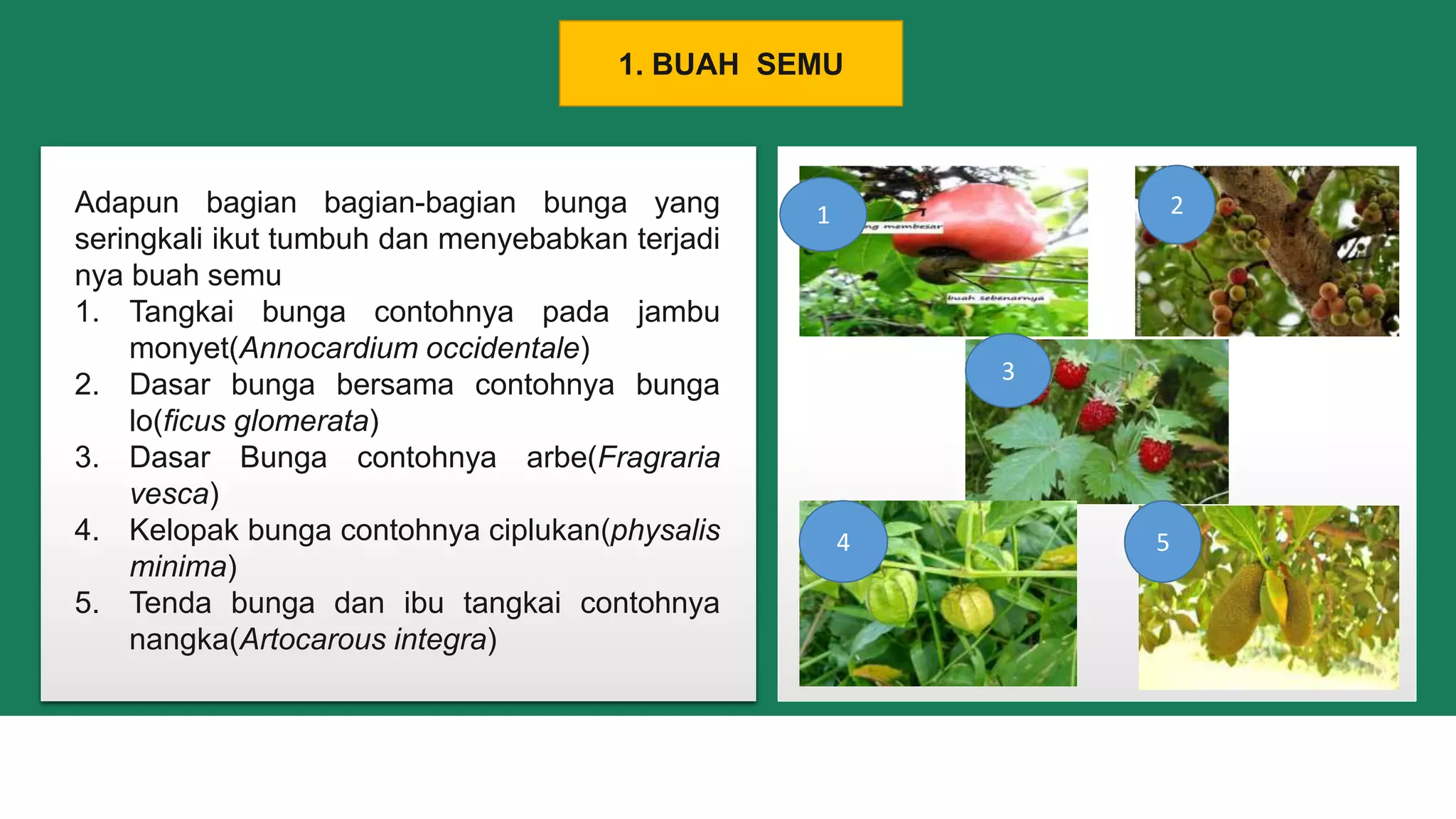 Morfologi BUAH DAN BIJI BY DELA NAVARIN.pptx