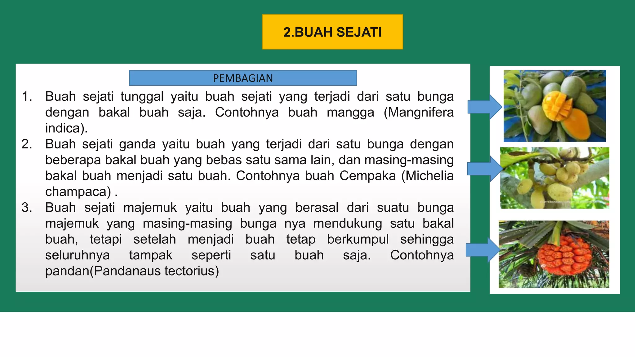 Morfologi BUAH DAN BIJI BY DELA NAVARIN.pptx