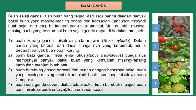 Morfologi BUAH DAN BIJI BY DELA NAVARIN.pptx