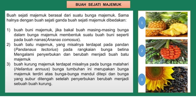 Morfologi BUAH DAN BIJI BY DELA NAVARIN.pptx