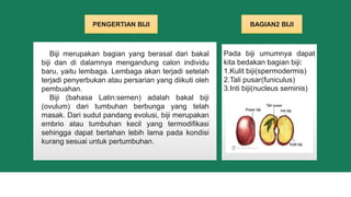 Morfologi BUAH DAN BIJI BY DELA NAVARIN.pptx