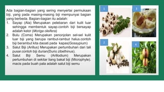 Morfologi BUAH DAN BIJI BY DELA NAVARIN.pptx