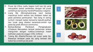 Morfologi BUAH DAN BIJI BY DELA NAVARIN.pptx