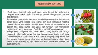Morfologi BUAH DAN BIJI BY DELA NAVARIN.pptx