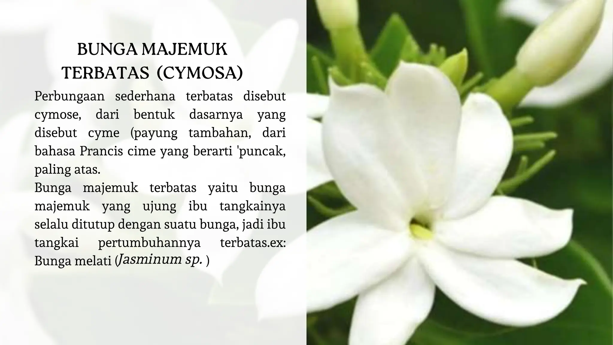 Morfologi bunga by klpk 1-1.pptx.tilugas botani farmasi. Definisi ...