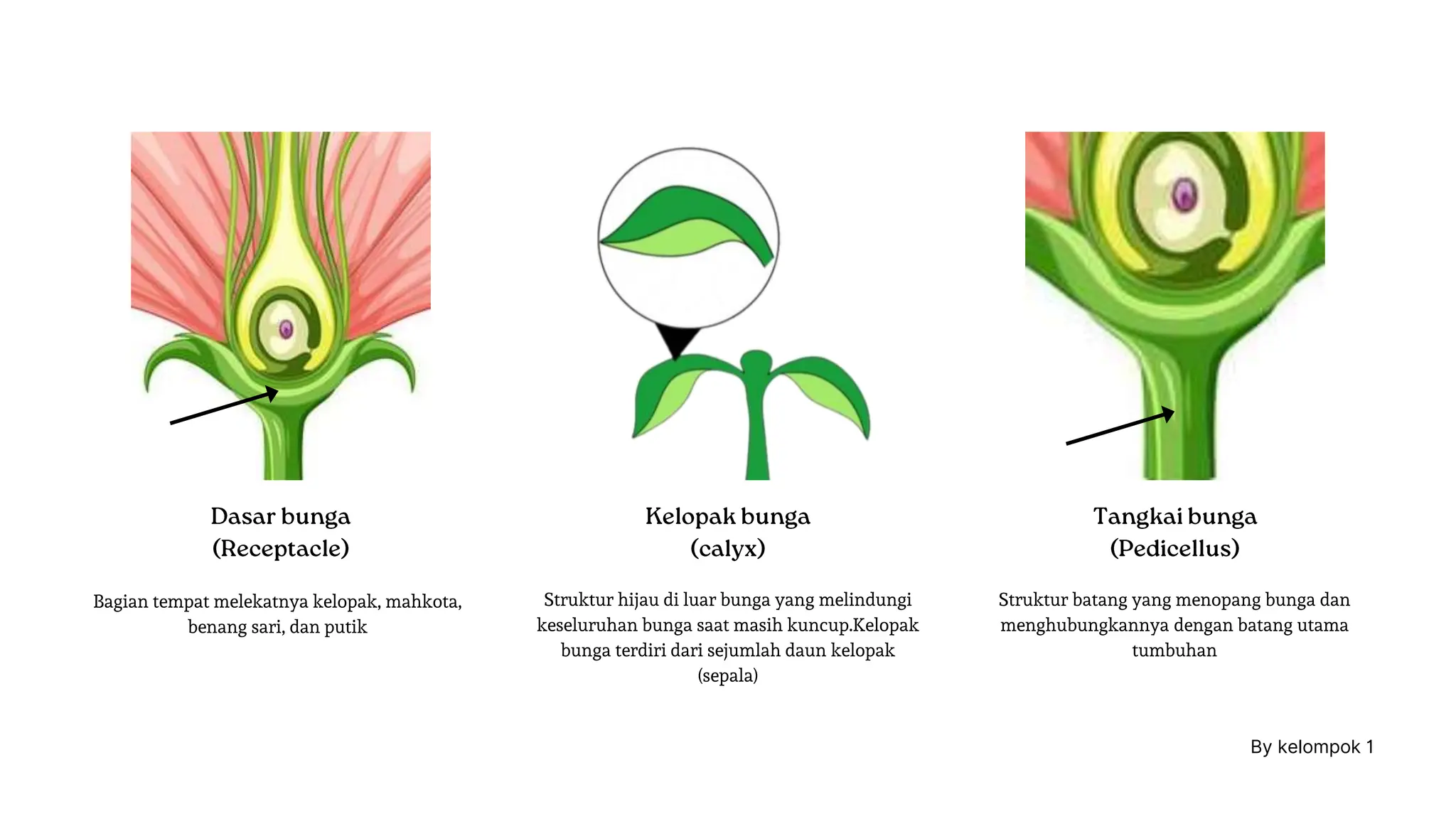 Morfologi bunga by klpk 1-1.pptx.tilugas botani farmasi. Definisi ...