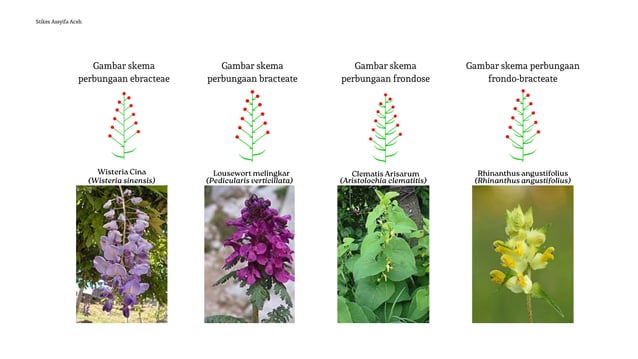Morfologi bunga by klpk 1-1.pptx.tilugas botani farmasi. Definisi ...
