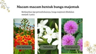 Morfologi bunga by klpk 1-1.pptx.tilugas botani farmasi. Definisi ...