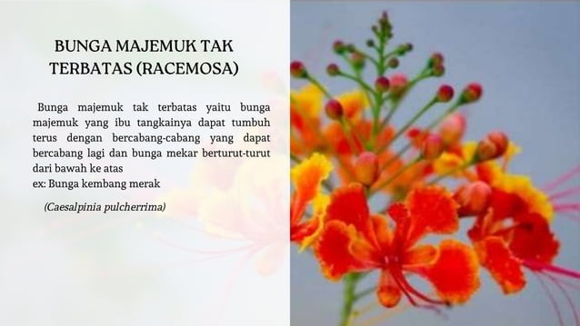 Morfologi bunga by klpk 1-1.pptx.tilugas botani farmasi. Definisi ...
