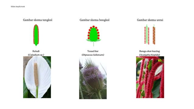 Morfologi bunga by klpk 1-1.pptx.tilugas botani farmasi. Definisi ...