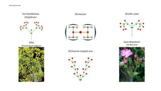 Morfologi bunga by klpk 1-1.pptx.tilugas botani farmasi. Definisi ...
