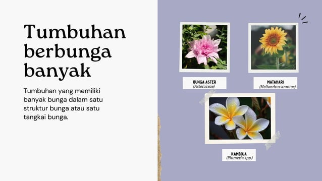 Morfologi bunga by klpk 1-1.pptx.tilugas botani farmasi. Definisi ...