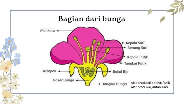 Morfologi bunga by klpk 1-1.pptx.tilugas botani farmasi. Definisi ...