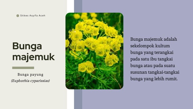 Morfologi bunga by klpk 1-1.pptx.tilugas botani farmasi. Definisi ...