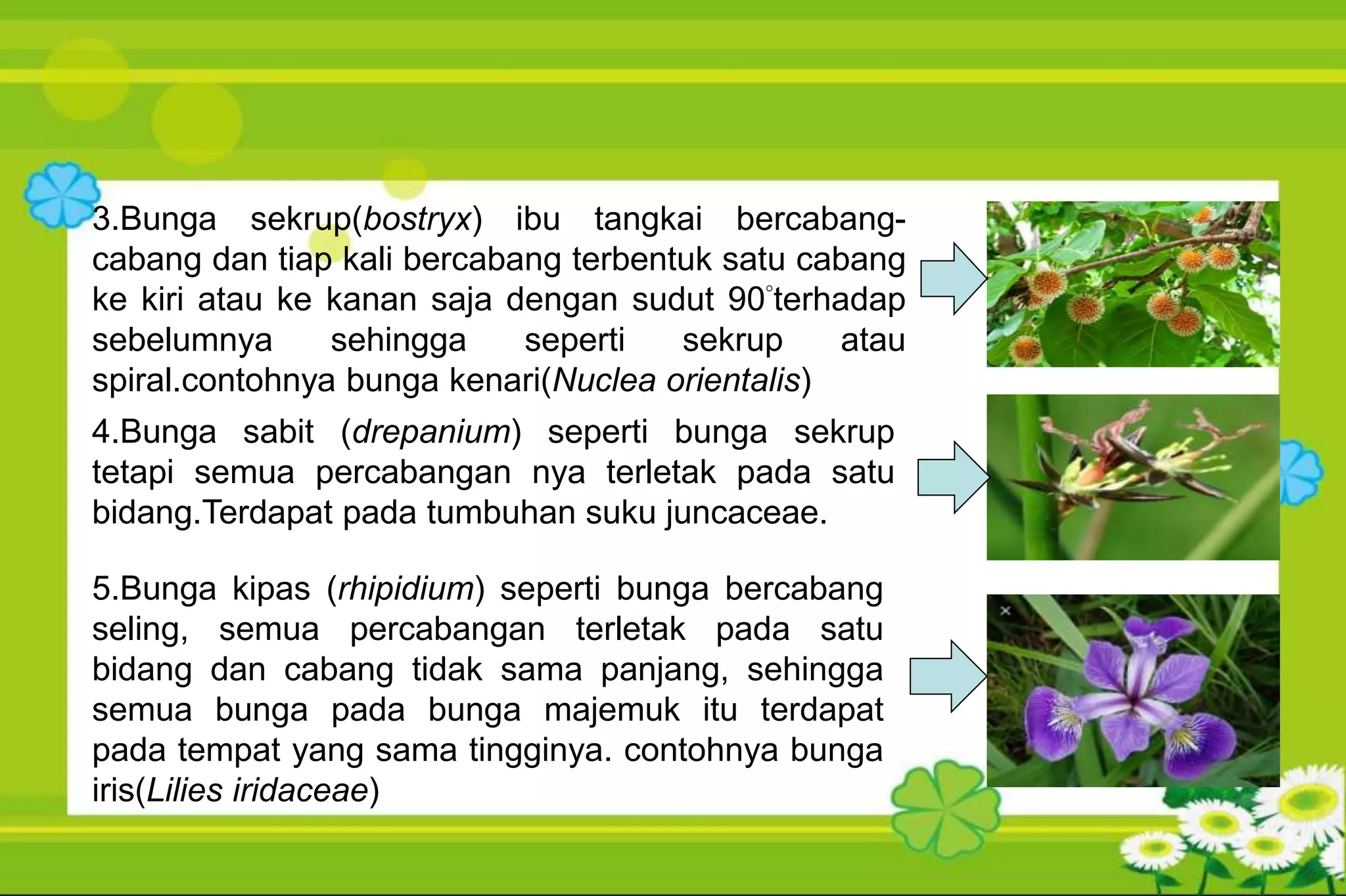 Morfologi BUNGA MAJEMUK(BY DELA NAVARIN).pptx