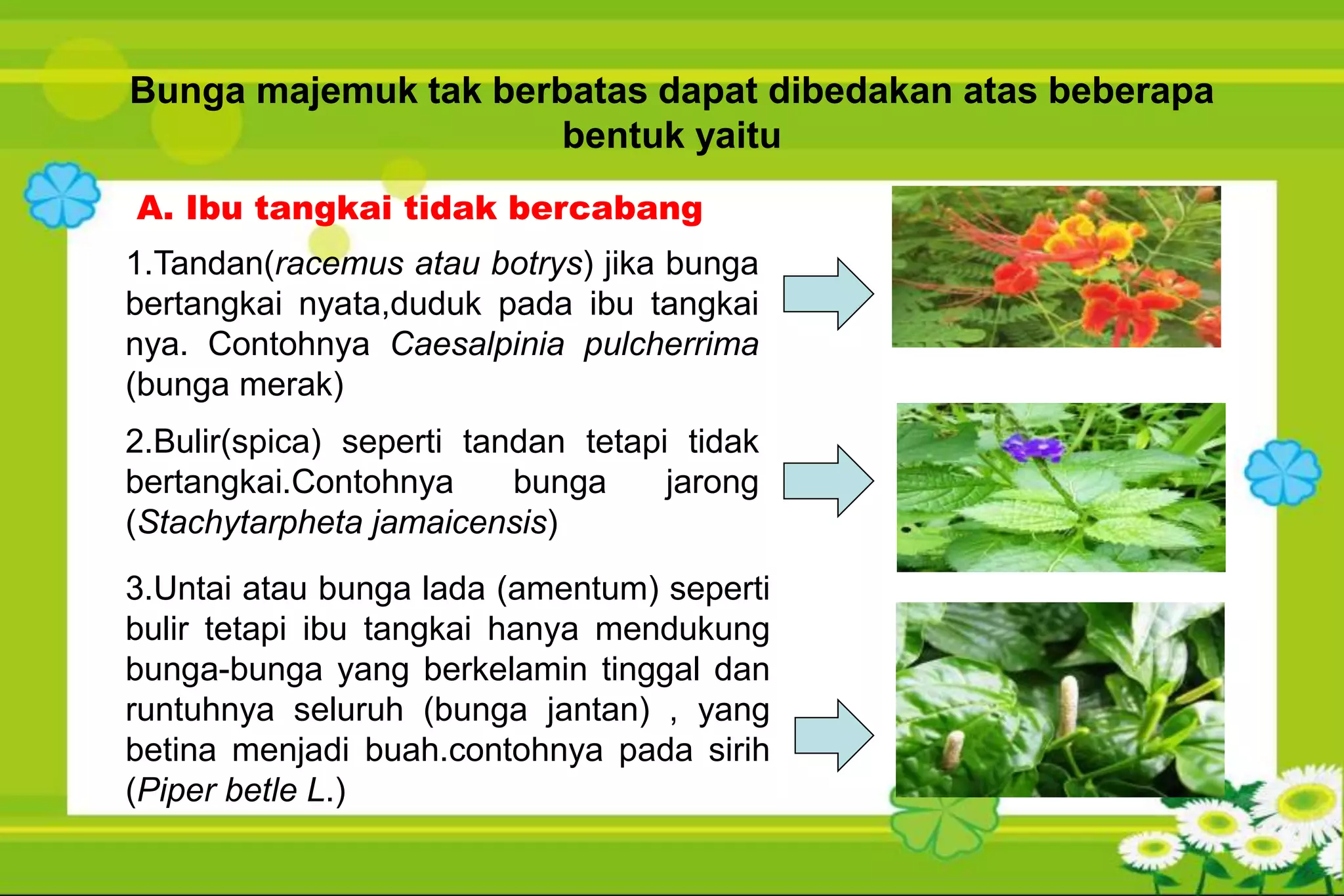 Morfologi BUNGA MAJEMUK(BY DELA NAVARIN).pptx