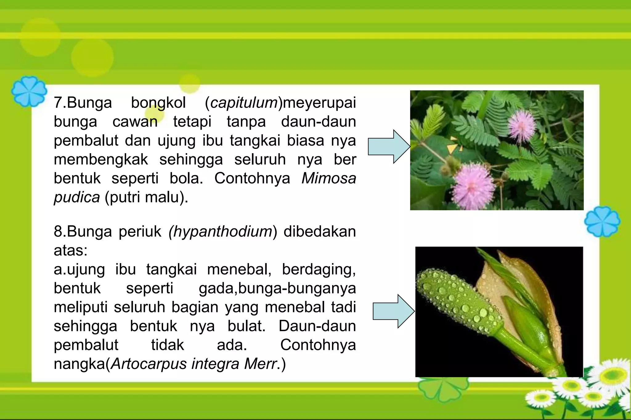 Morfologi BUNGA MAJEMUK(BY DELA NAVARIN).pptx
