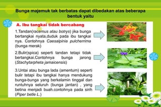 Morfologi BUNGA MAJEMUK(BY DELA NAVARIN).pptx