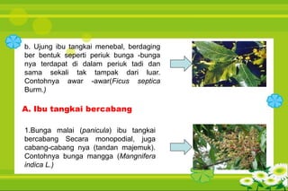 Morfologi BUNGA MAJEMUK(BY DELA NAVARIN).pptx
