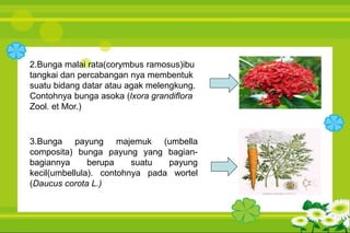 Morfologi BUNGA MAJEMUK(BY DELA NAVARIN).pptx