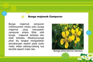 Morfologi BUNGA MAJEMUK(BY DELA NAVARIN).pptx