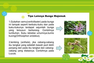 Morfologi BUNGA MAJEMUK(BY DELA NAVARIN).pptx