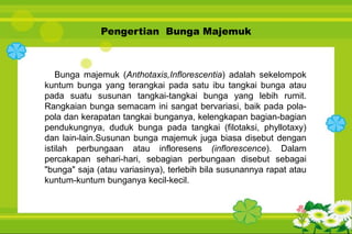 Morfologi BUNGA MAJEMUK(BY DELA NAVARIN).pptx