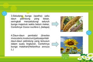 Morfologi BUNGA MAJEMUK(BY DELA NAVARIN).pptx
