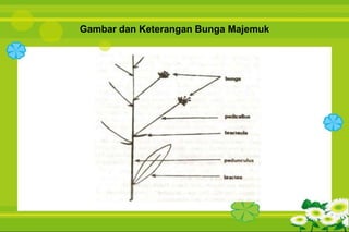 Morfologi BUNGA MAJEMUK(BY DELA NAVARIN).pptx