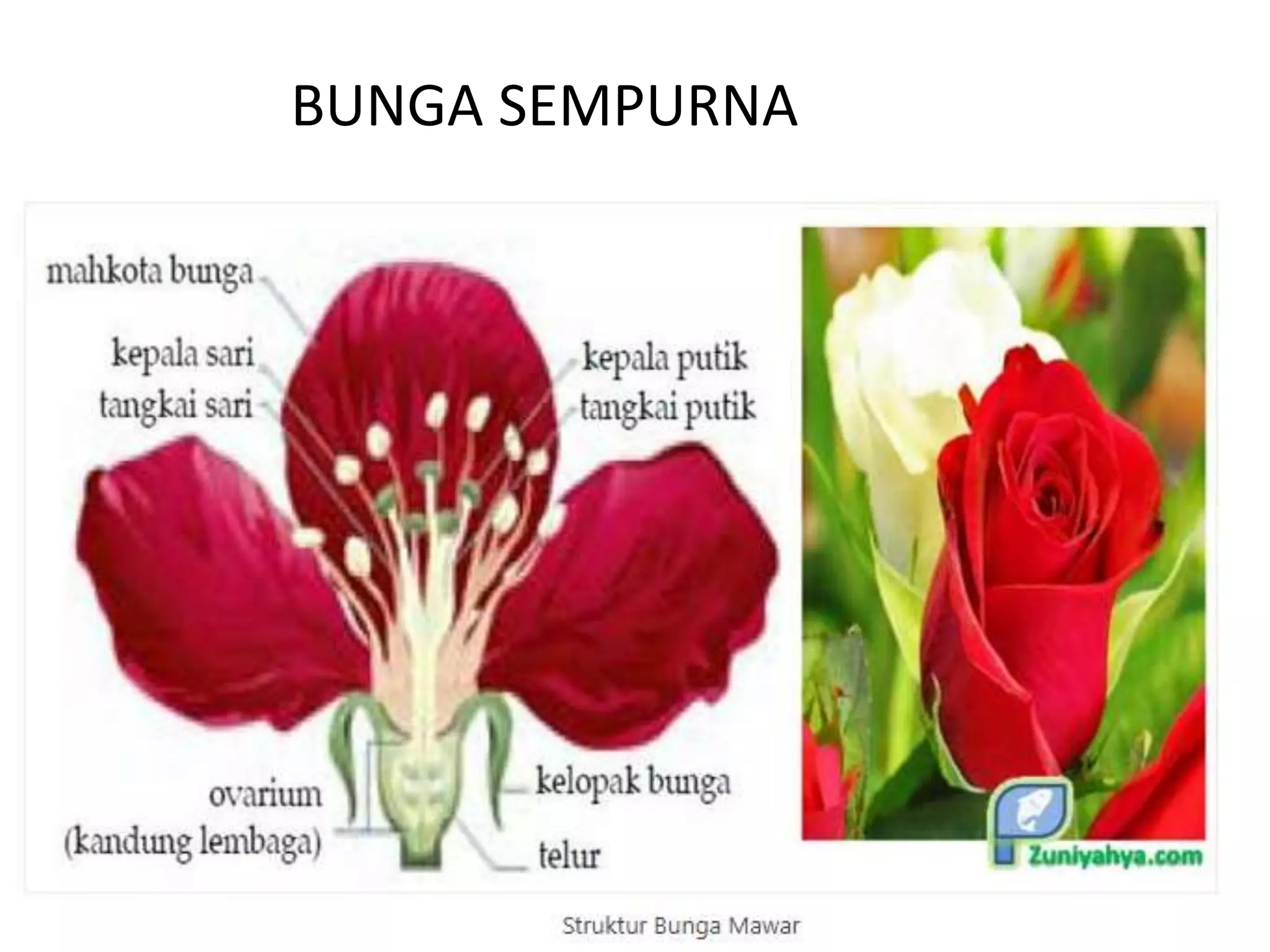 MORFOLOGI DAN ANATOMI BUNGA.pptx