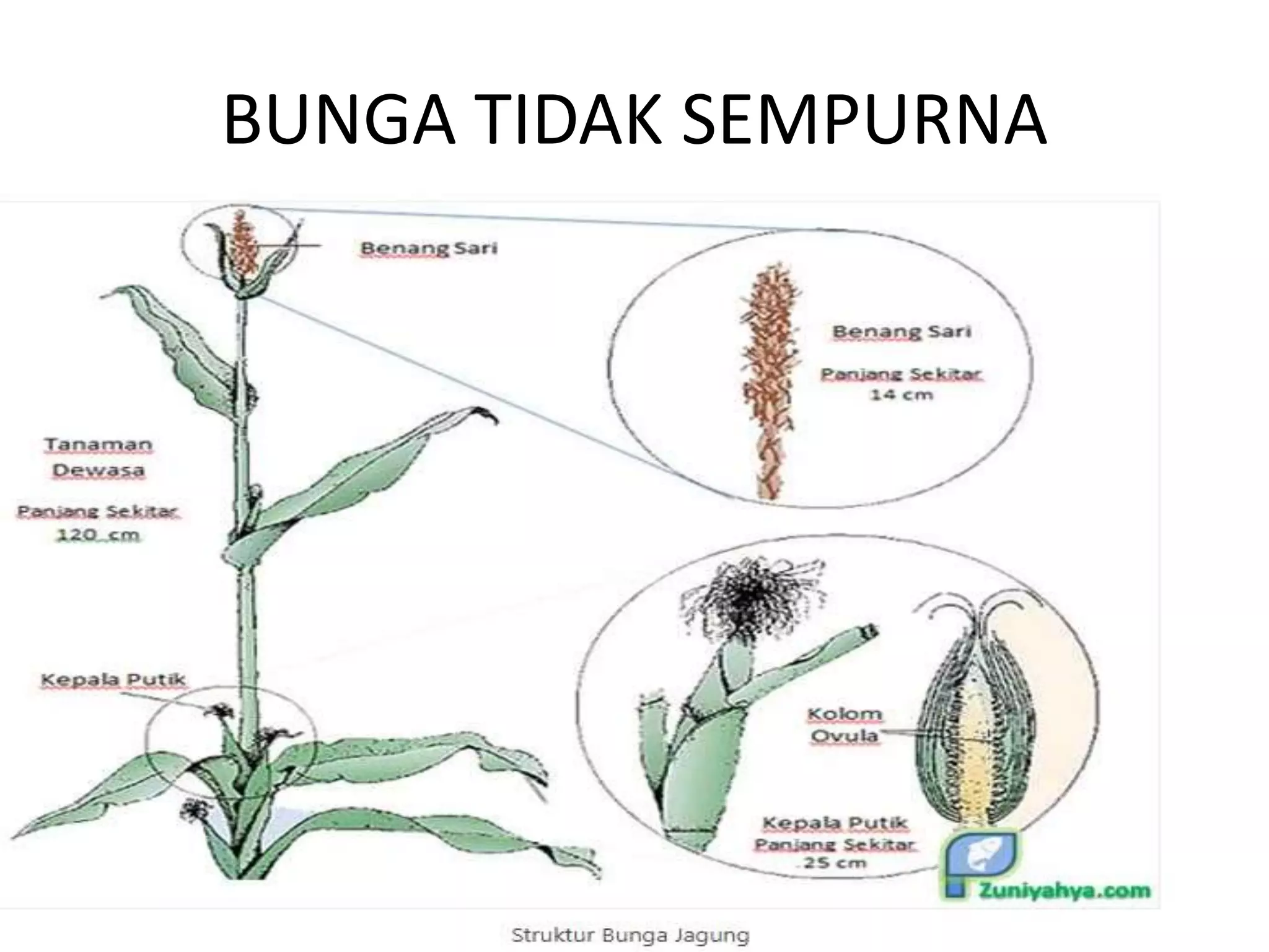 MORFOLOGI DAN ANATOMI BUNGA.pptx