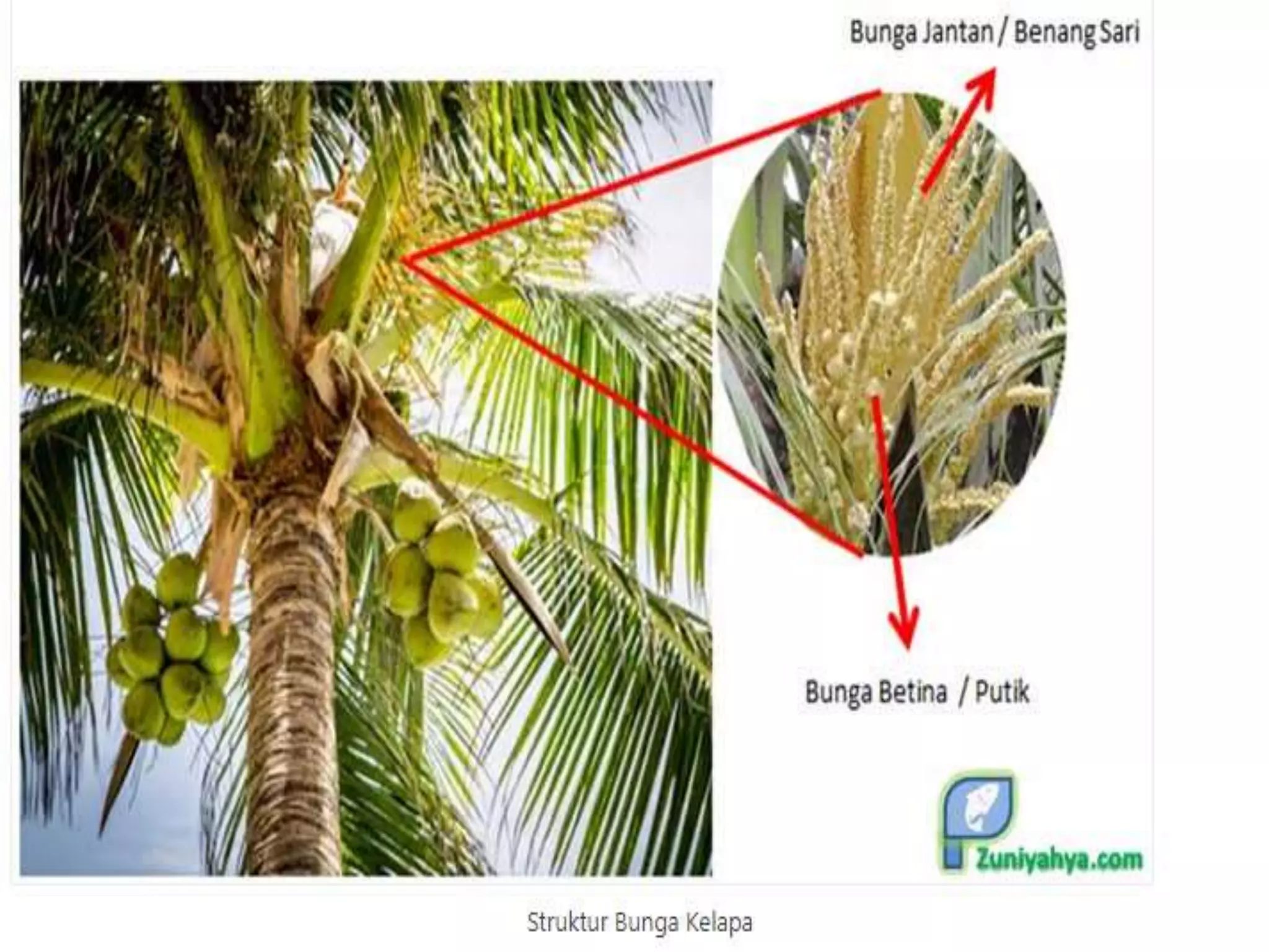 MORFOLOGI DAN ANATOMI BUNGA.pptx