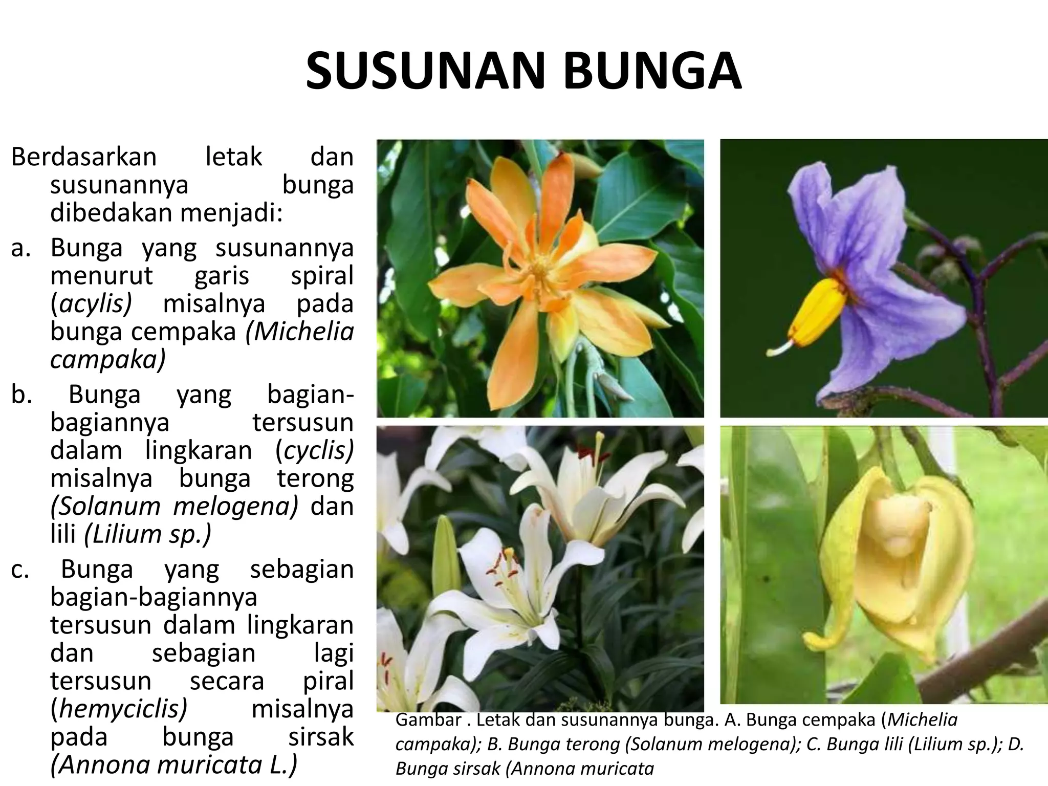 MORFOLOGI DAN ANATOMI BUNGA.pptx