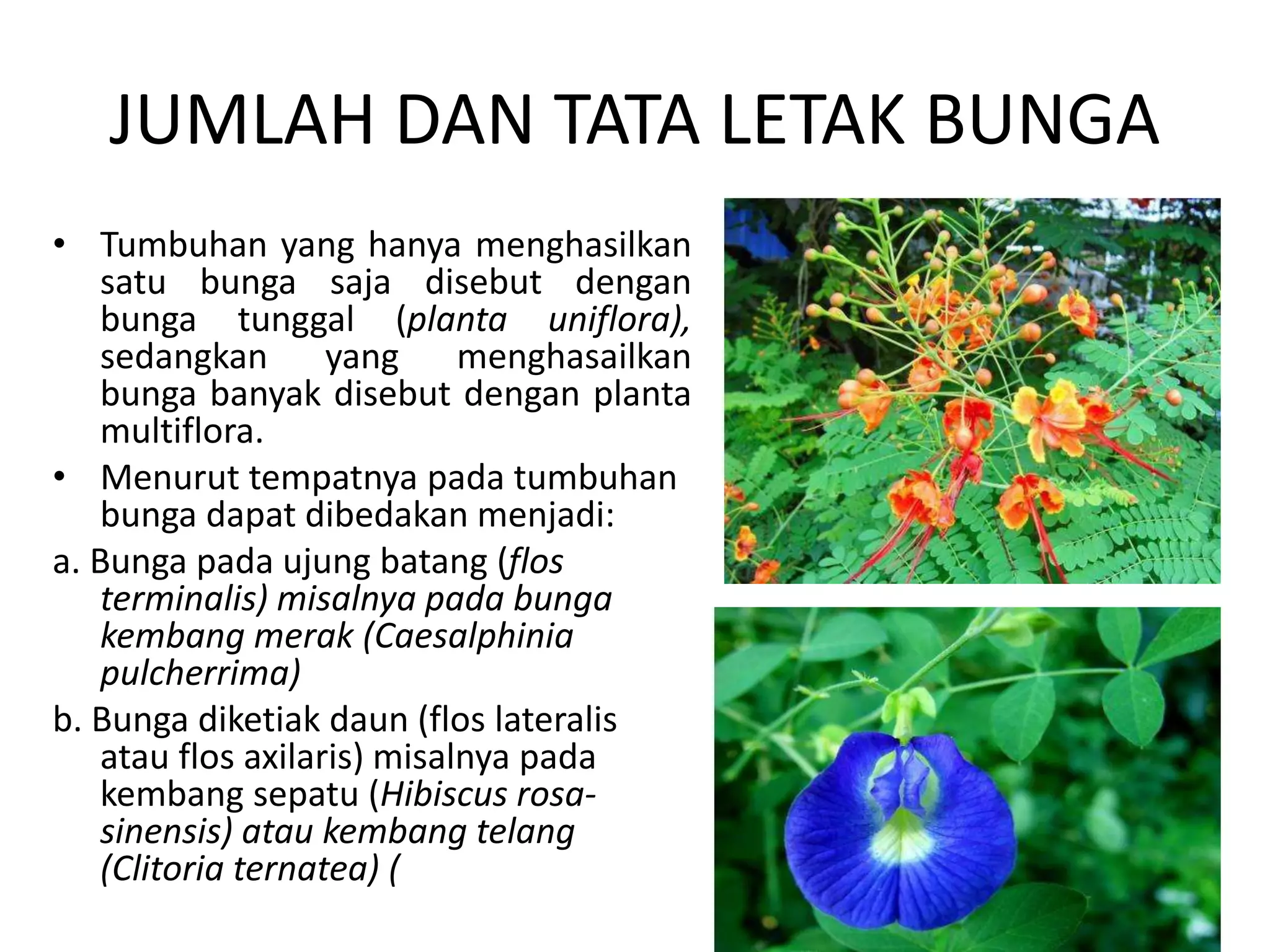 MORFOLOGI DAN ANATOMI BUNGA.pptx