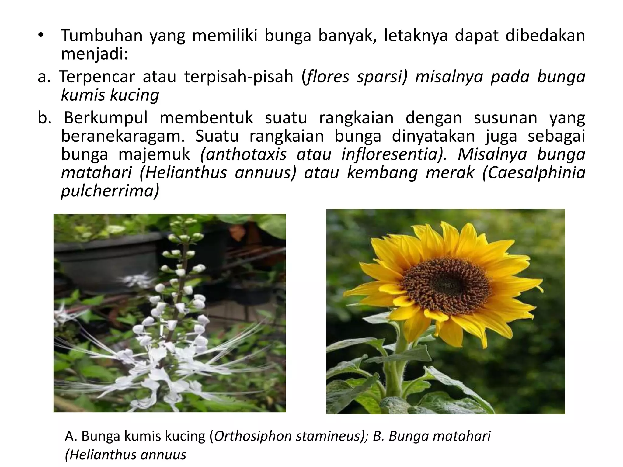 MORFOLOGI DAN ANATOMI BUNGA.pptx