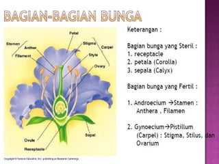 MORFOLOGI DAN ANATOMI BUNGA.pptx