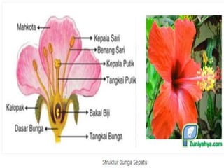 MORFOLOGI DAN ANATOMI BUNGA.pptx