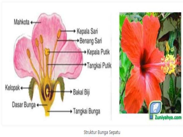 MORFOLOGI DAN ANATOMI BUNGA.pptx