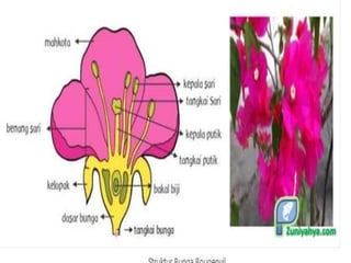 MORFOLOGI DAN ANATOMI BUNGA.pptx