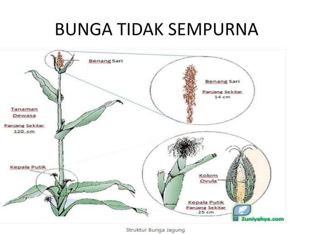 MORFOLOGI DAN ANATOMI BUNGA.pptx