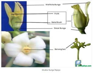 MORFOLOGI DAN ANATOMI BUNGA.pptx