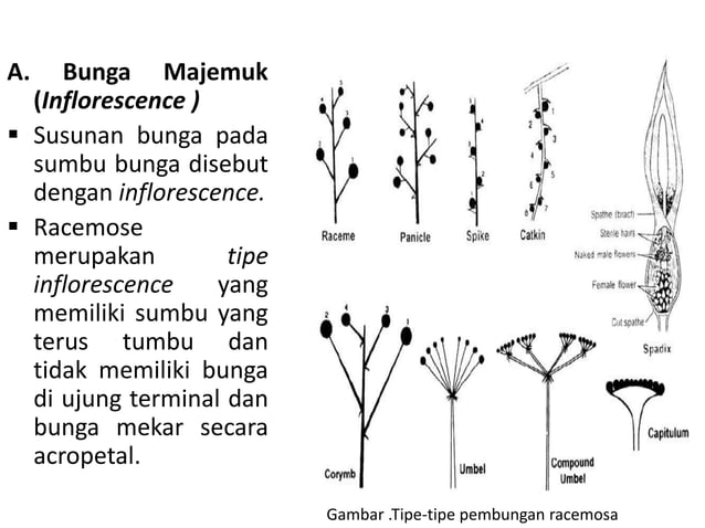 MORFOLOGI DAN ANATOMI BUNGA.pptx