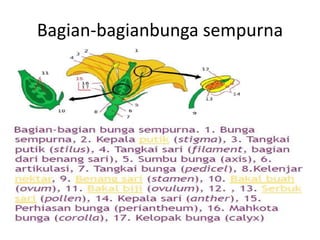 MORFOLOGI DAN ANATOMI BUNGA.pptx