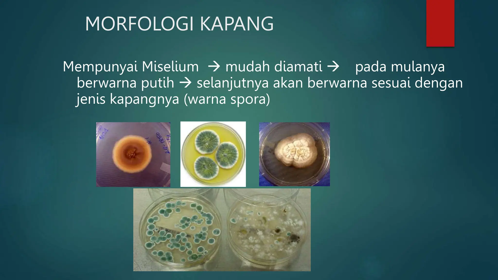 Morfologi dan Klasifikasi Fungi mikologi.pptx