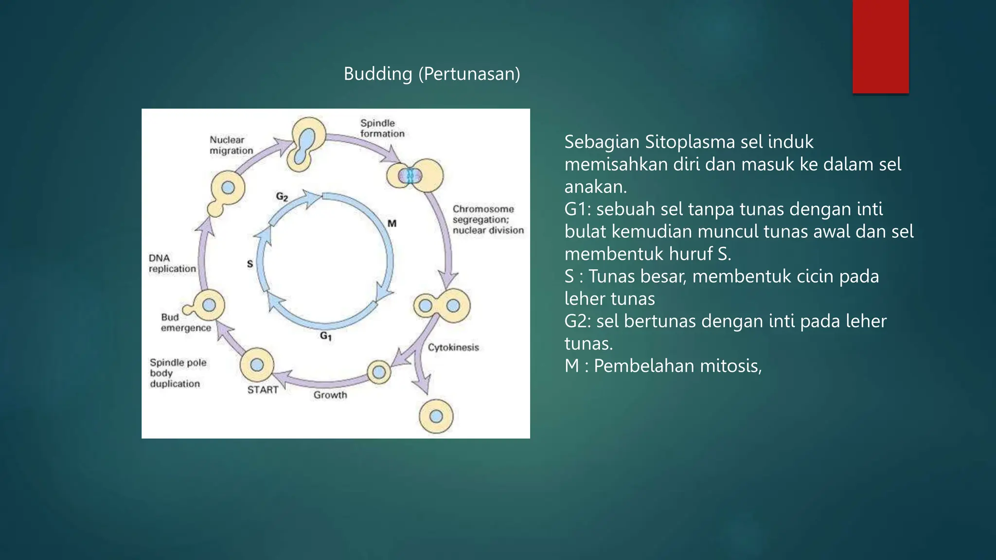 Morfologi dan Klasifikasi Fungi mikologi.pptx